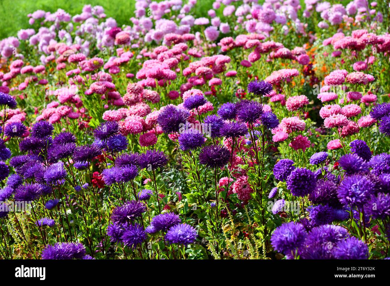Beautiful summer border purple aster hi-res stock photography and ...