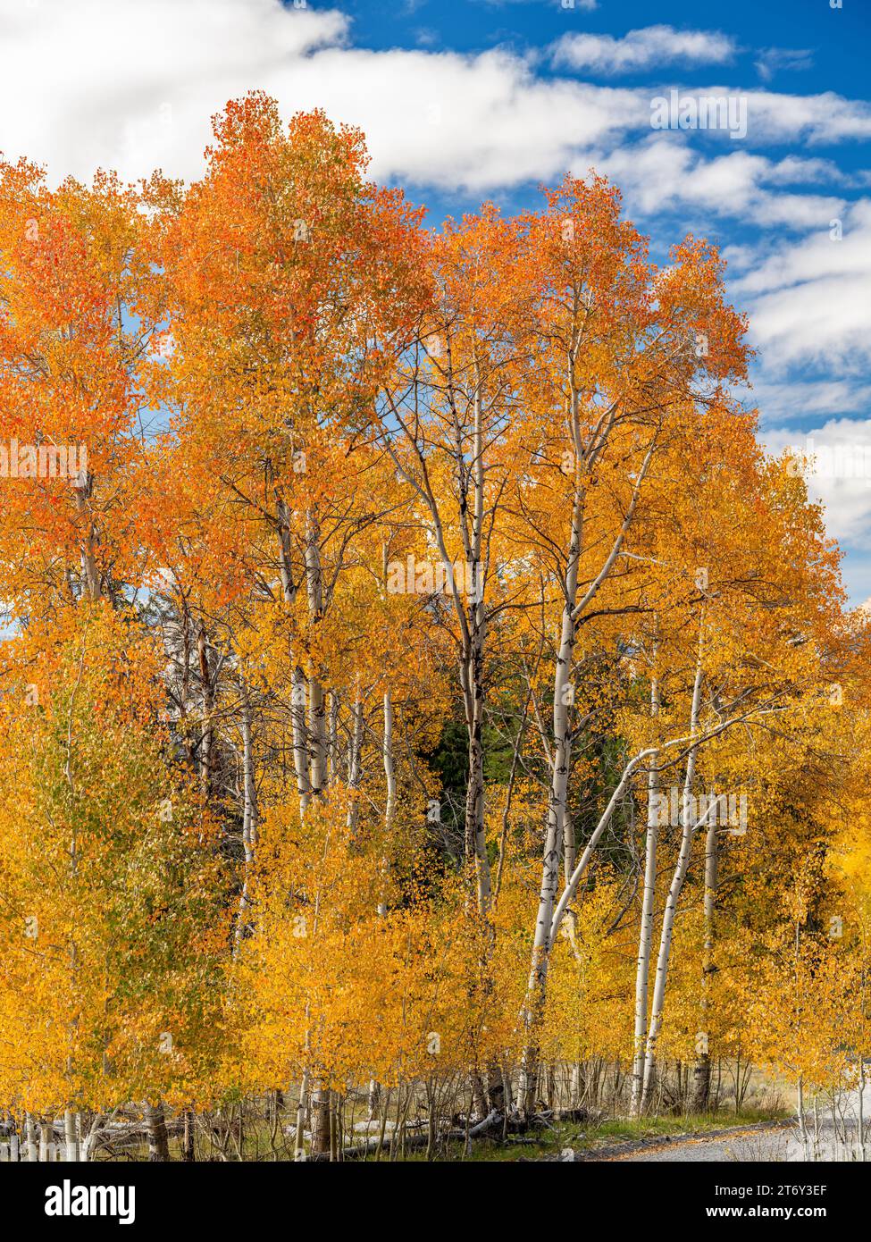 Cluster of aspen trees hi-res stock photography and images - Alamy