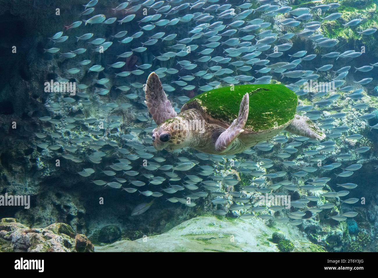 A sea turtle swimming among fish and corals in an aquarium Stock Photo ...
