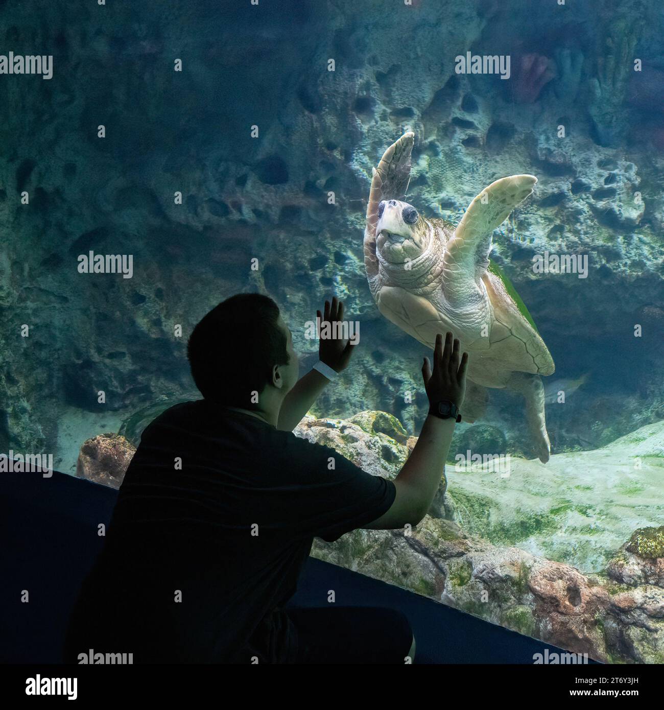 A visitor to an aquarium and a sea turtle, looking at each other ...