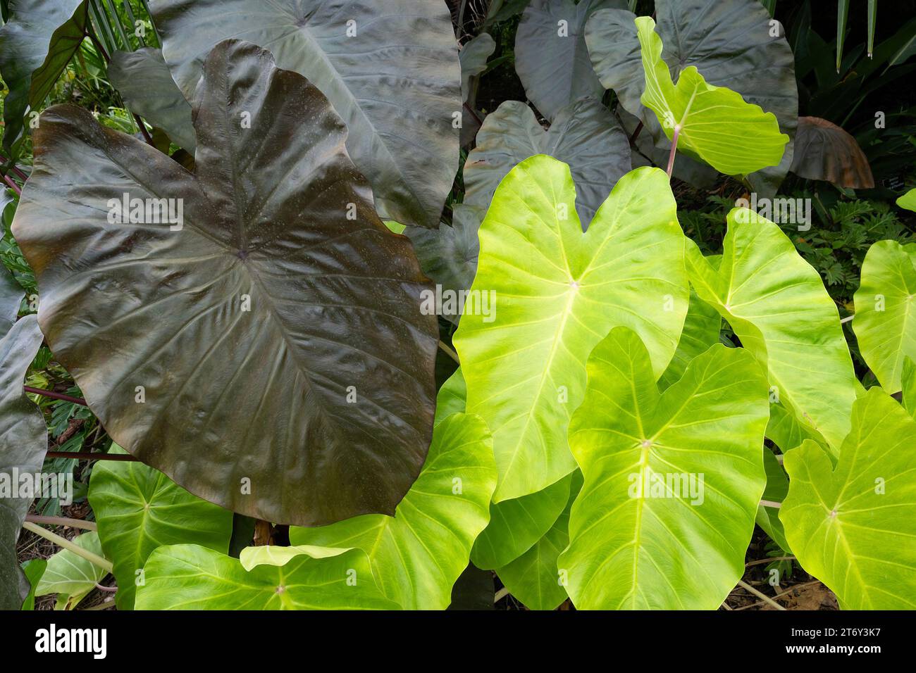 Elephant ears plants of different foliage colors in a garden Stock ...