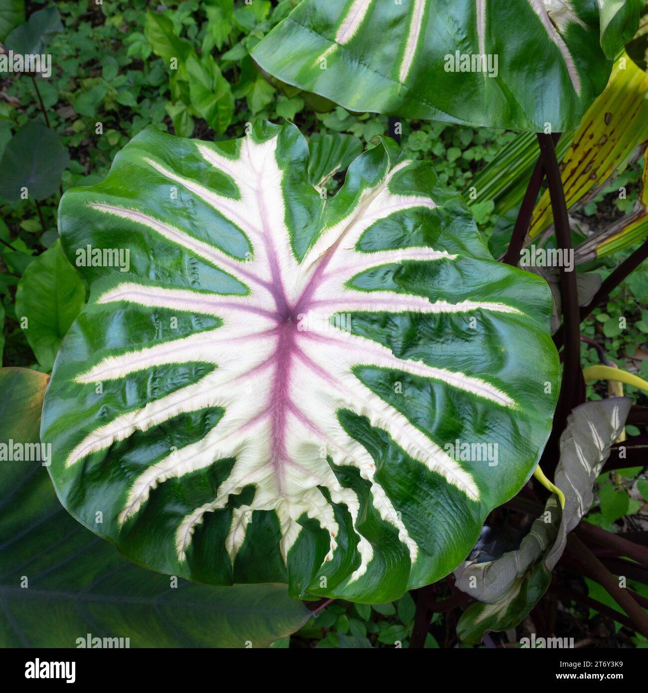 The leaves of a Waikiki variant of the Elephant Ears plant in a garden ...