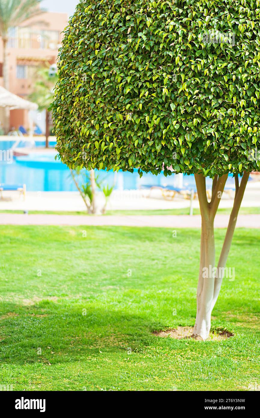 Tree on lawn, in far background of pool Stock Photo - Alamy