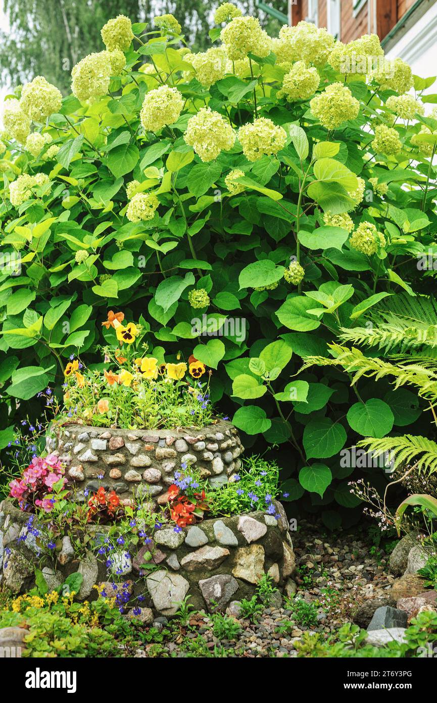 Flowering bush native to southern and eastern asia hi-res stock ...