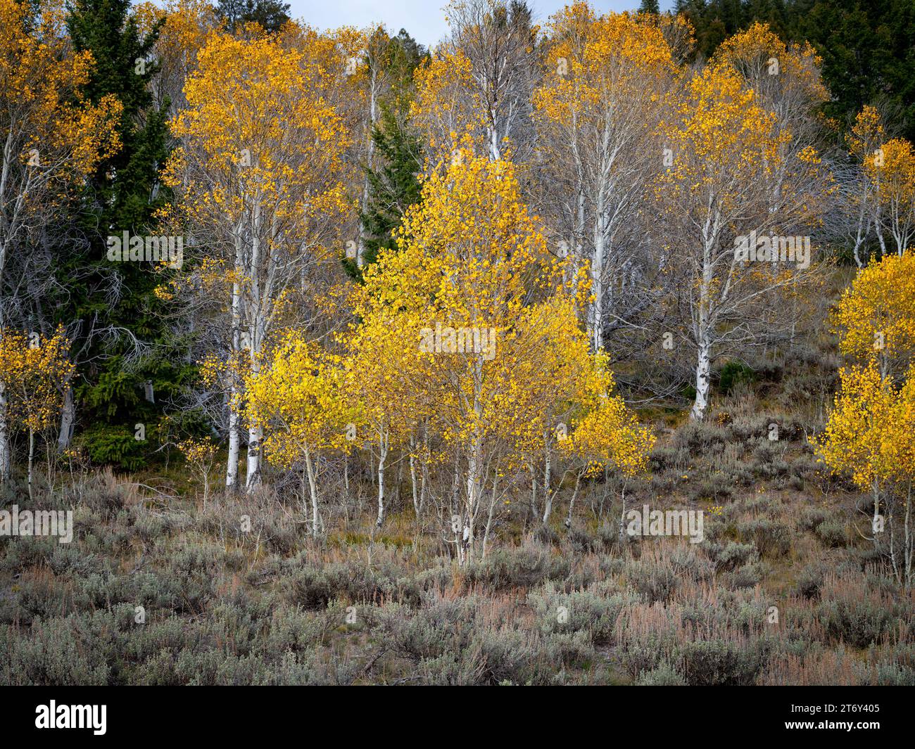 Aspens colored leaves in hi-res stock photography and images - Alamy