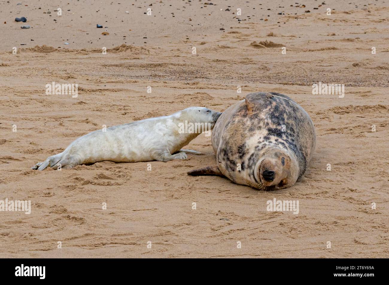 Newborn grey seal pup, Halichoerus grypus, suckling milk from mother ...