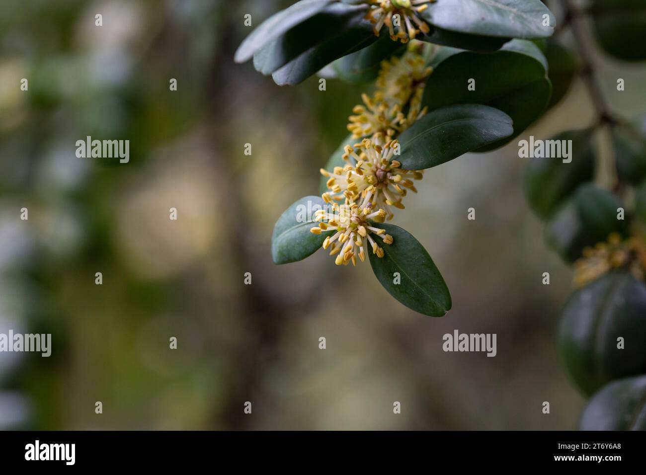 Blooming boxwood. Buxus sempervirens with yellow flowers. Yellow Buxus ...
