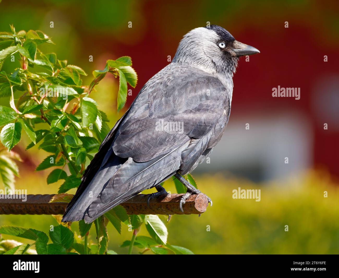 Jackdaw wing hi-res stock photography and images - Alamy