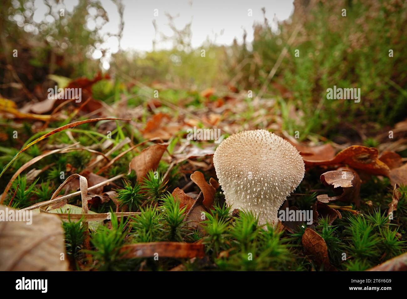 Devils snuff box hi-res stock photography and images - Alamy