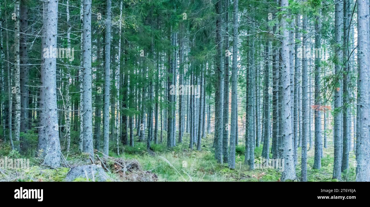Spruce tree landscape hi-res stock photography and images - Alamy