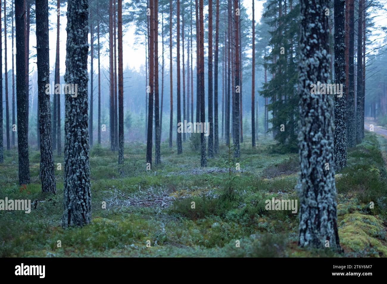 Pine tree forest Stock Photo - Alamy