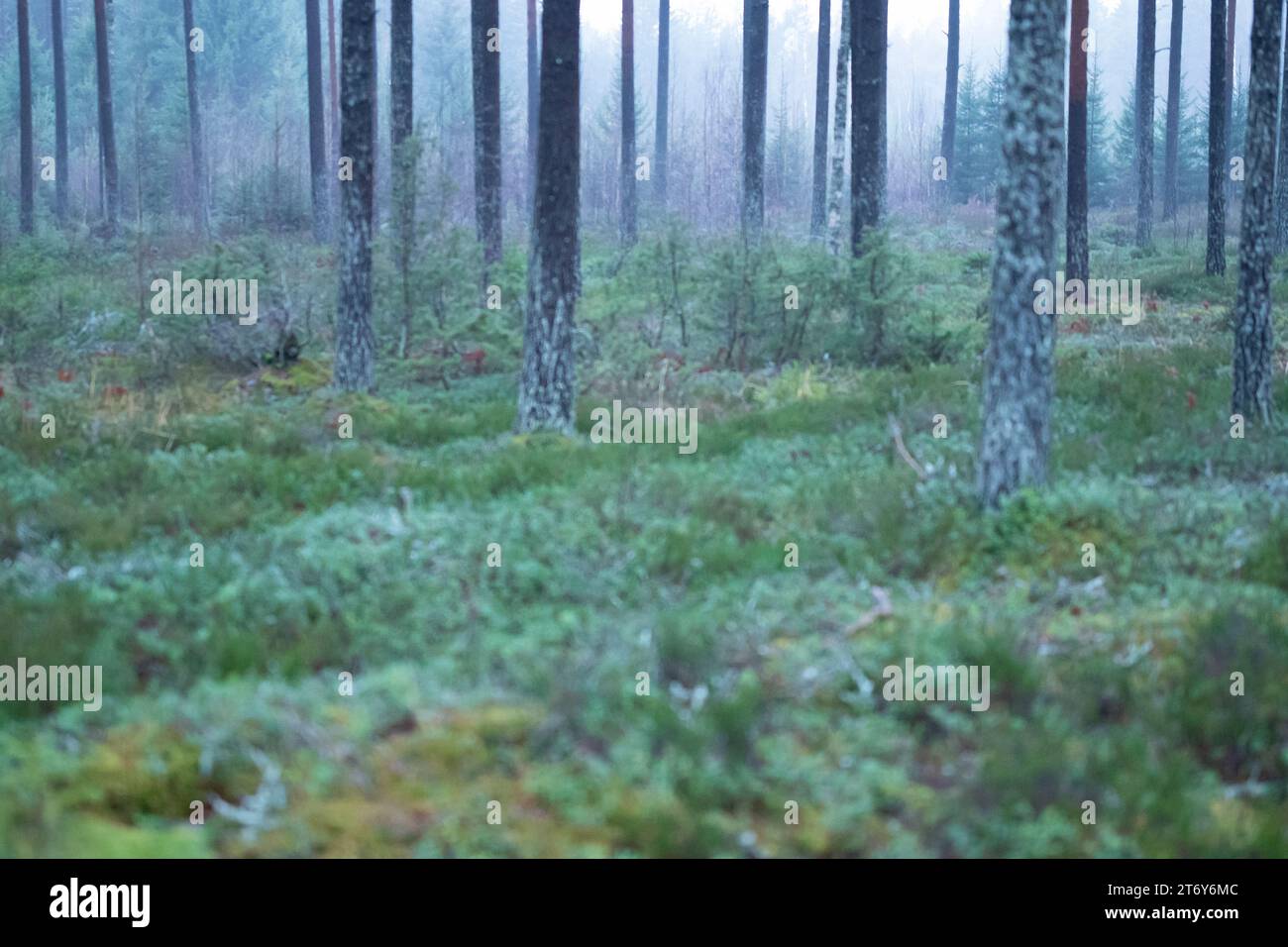 Pine tree forest Stock Photo - Alamy