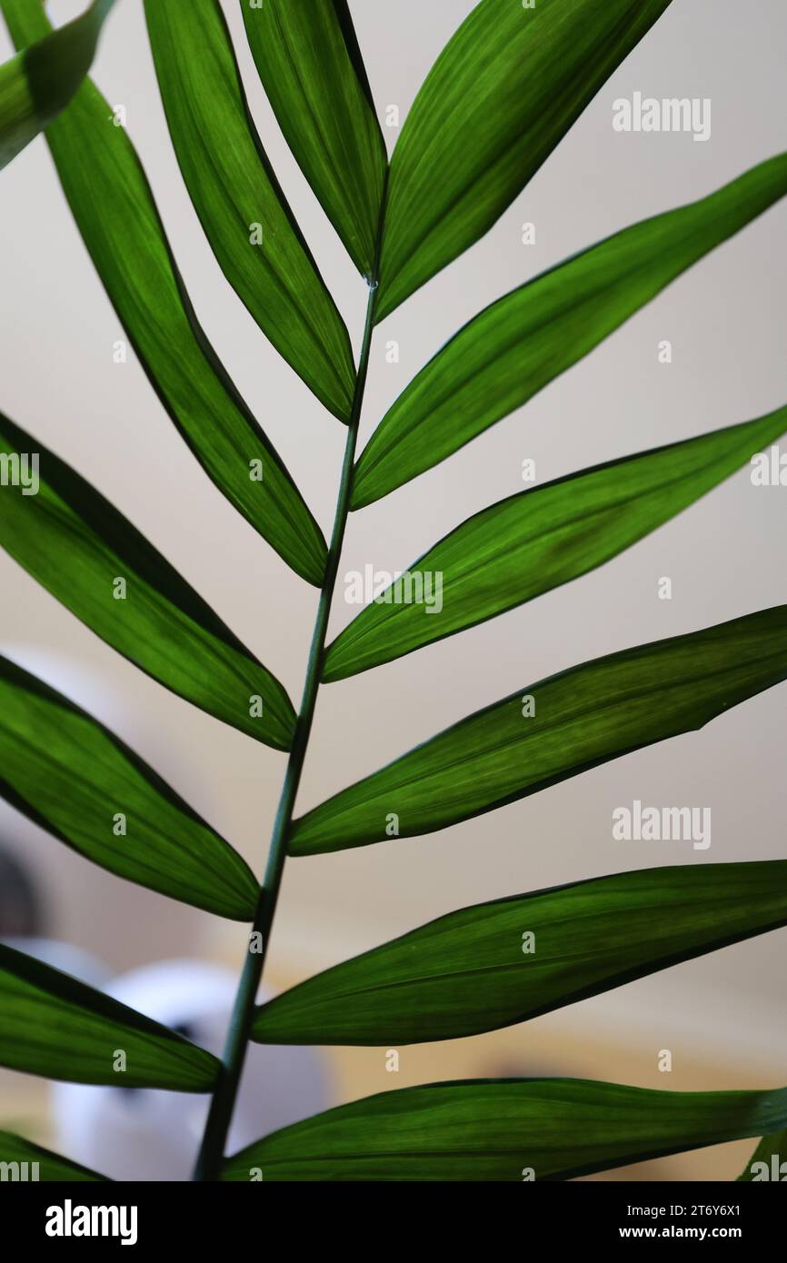 A vibrant and lush green plant with long, slender leaves extending from ...