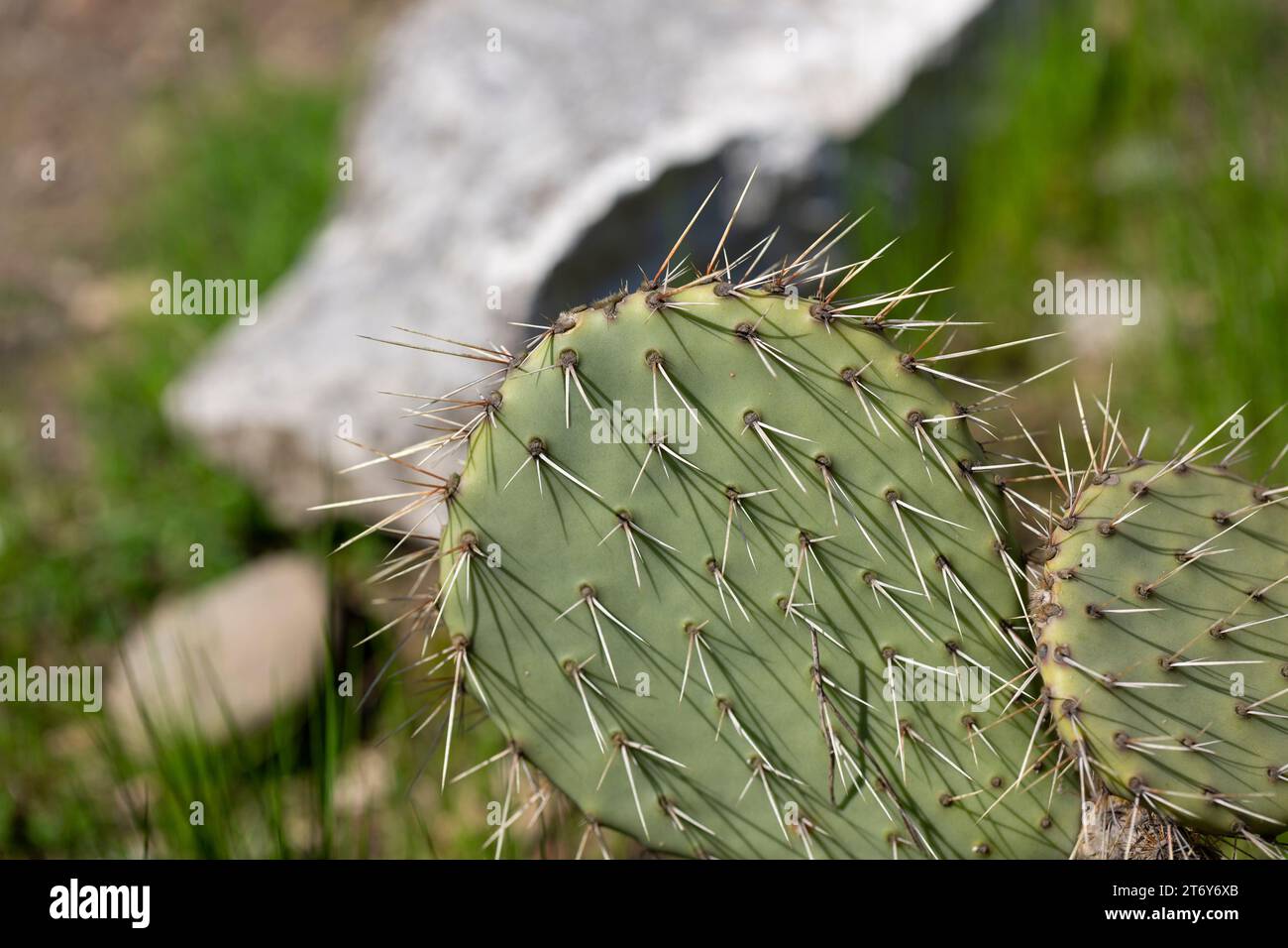 Barbary fig tree hi-res stock photography and images - Alamy