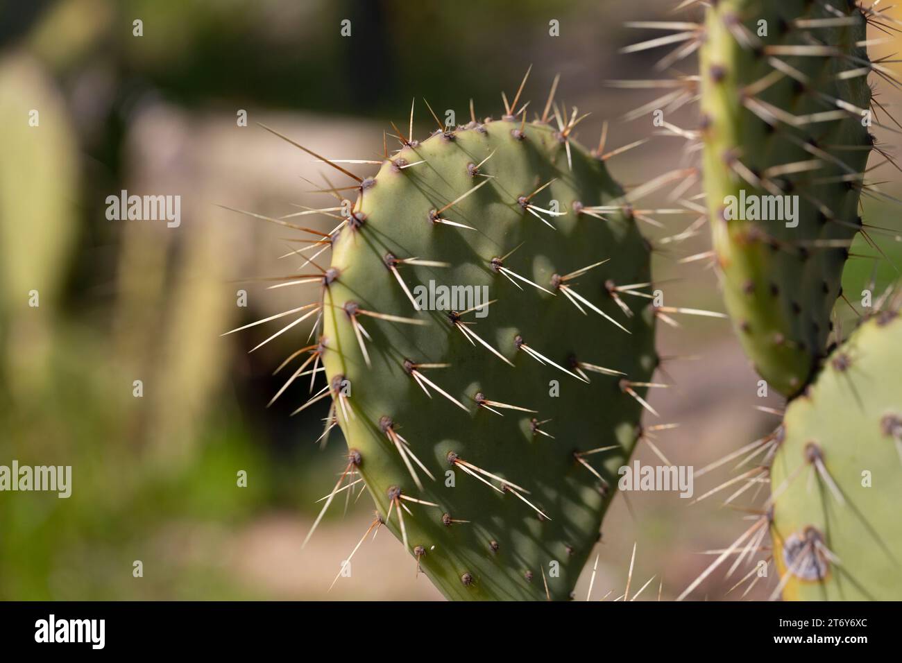 Prickly pear, also called Nopal, Opuntia ficus-indica, Indian Fig ...