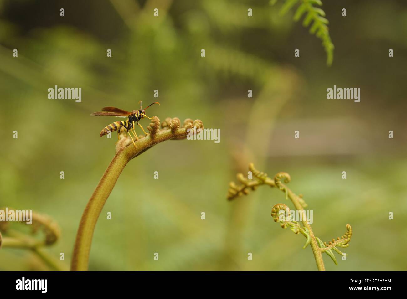 A small insect perched atop a flower stem while its antennae scan the ...