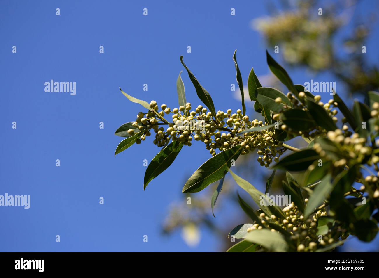 Bay laurel (Laurus nobilis) flowers Laureaceae evergreen tree on a blue ...