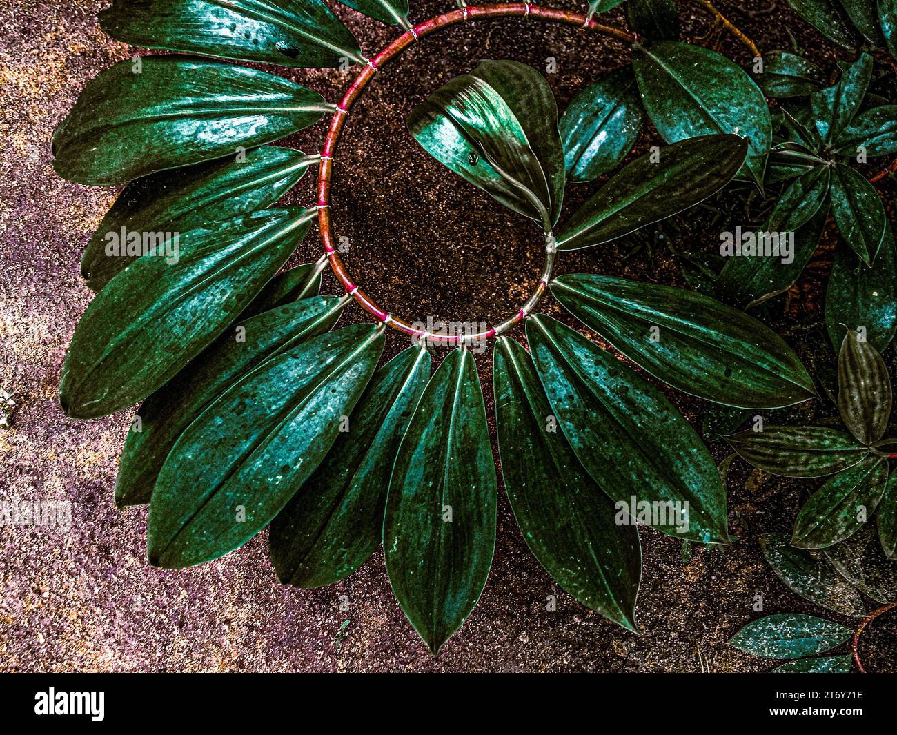 This top-down view of an ornamental plant showcases its lush green ...