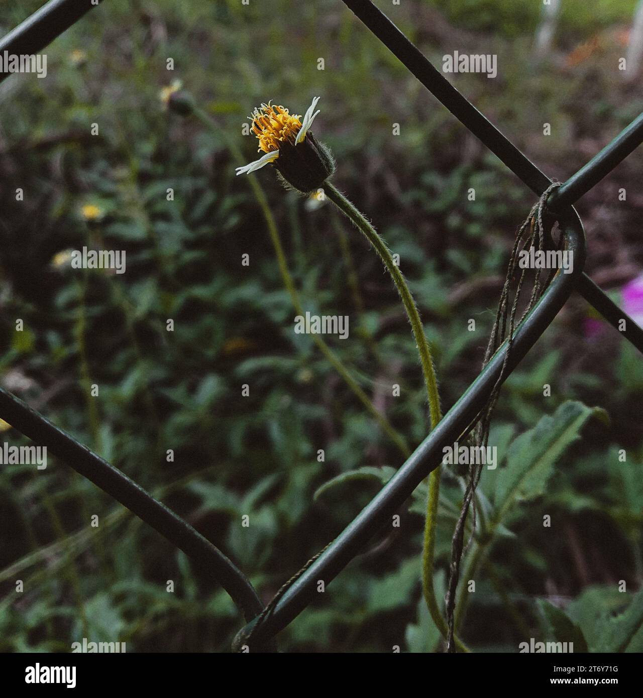 Link flower hi-res stock photography and images - Alamy