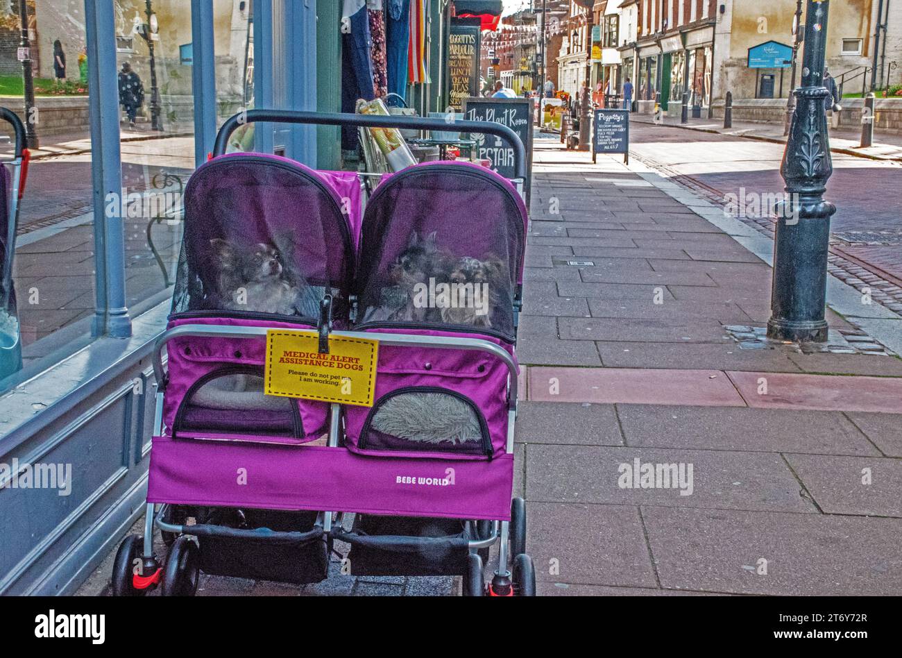 three 'Medical alert assistant dogs' in purpse built buggy Stock Photo ...