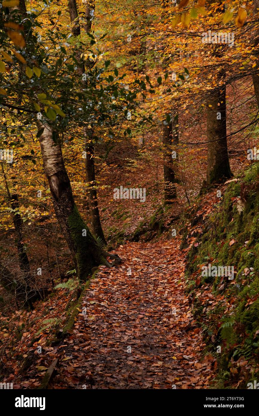 A footpath through Penny Rock Wood near Grasmere, Lake District, UK ...