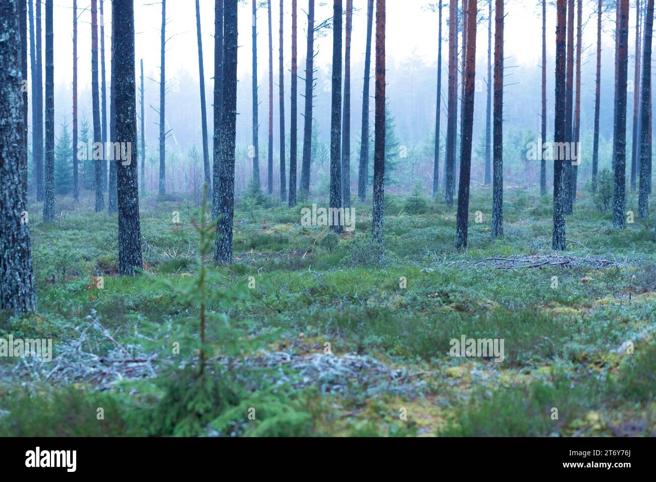 Pine tree forest hi-res stock photography and images - Alamy