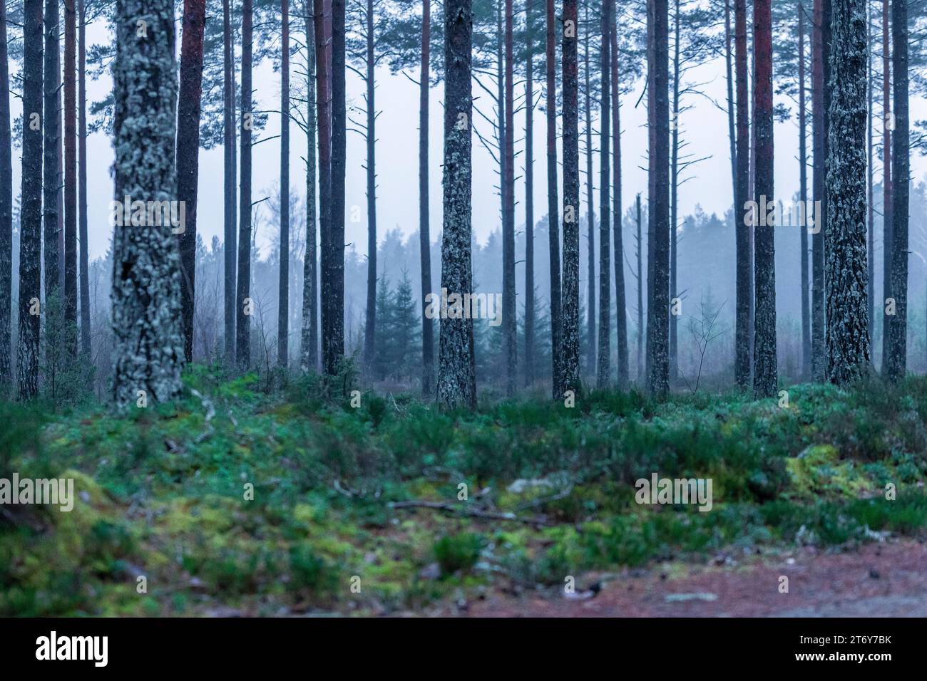 Pine tree forest Stock Photo - Alamy