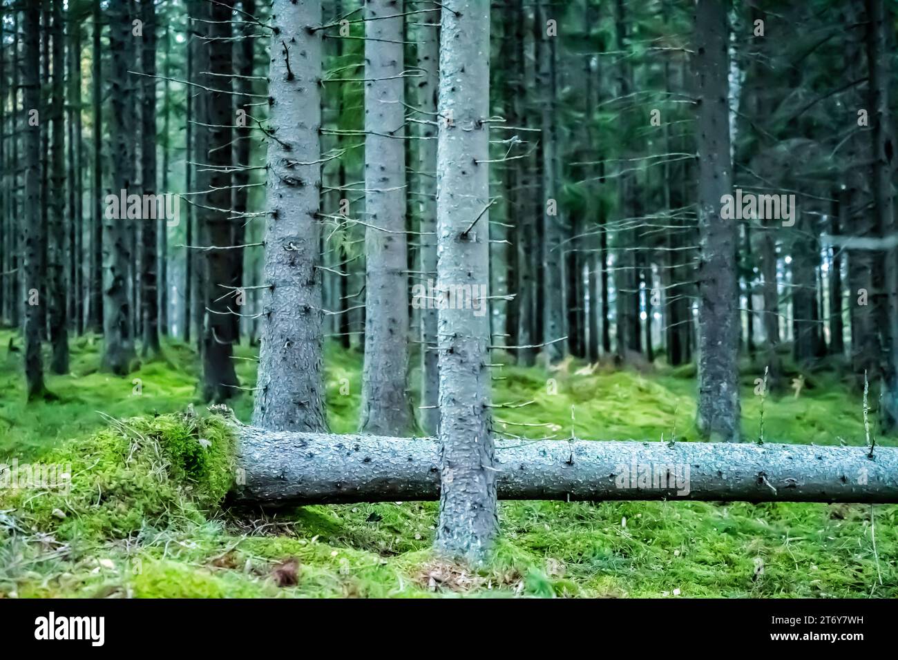Spruce trees finland hi-res stock photography and images - Alamy