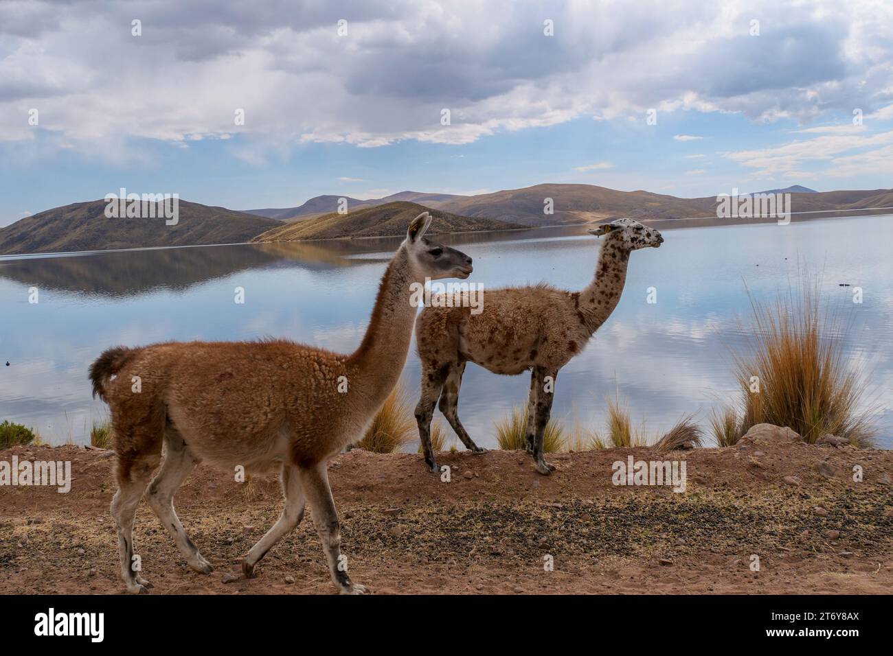 Side profile of two llamas walking next to a lake in the Peruvian ...