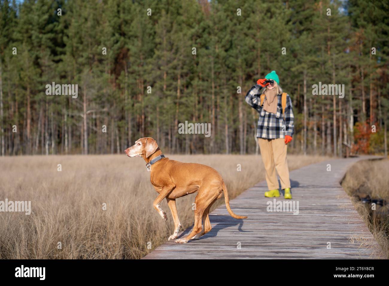 Female bird watcher standing on nature trail with binocular with hound ...