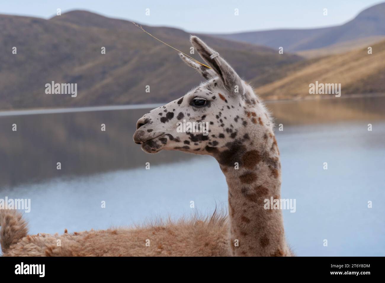 Side profile of a brown spotted llama with a lake in the background ...