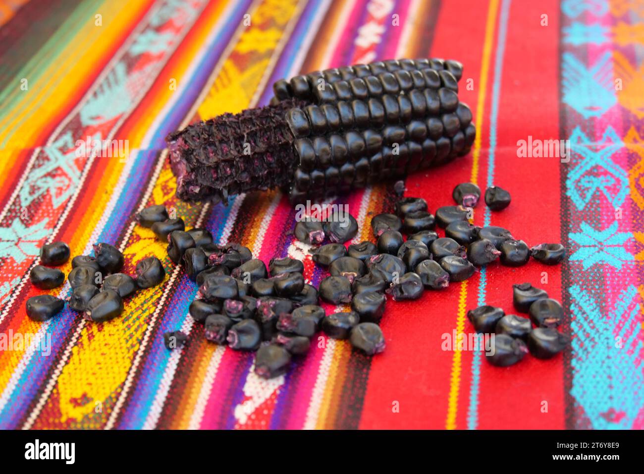 Close up of Maiz Morado, Purple Corn, Zea mays indurata, kʼculli or ...