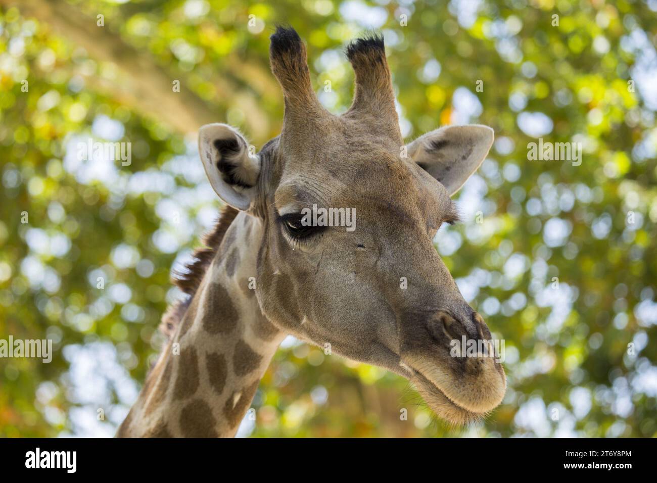 Graceful giraffe (Giraffa camelopardalis) captured in its African ...