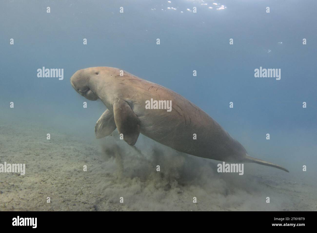 Dugong (Dugong dugon) underwater. Sea cow Stock Photo - Alamy