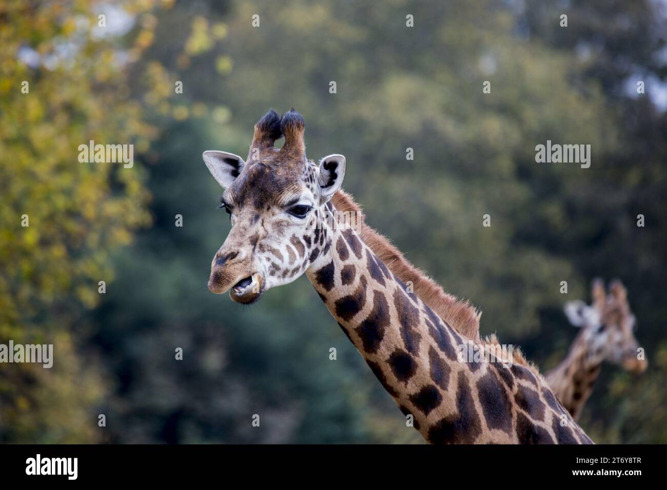 Graceful giraffe (Giraffa camelopardalis) captured in its African ...