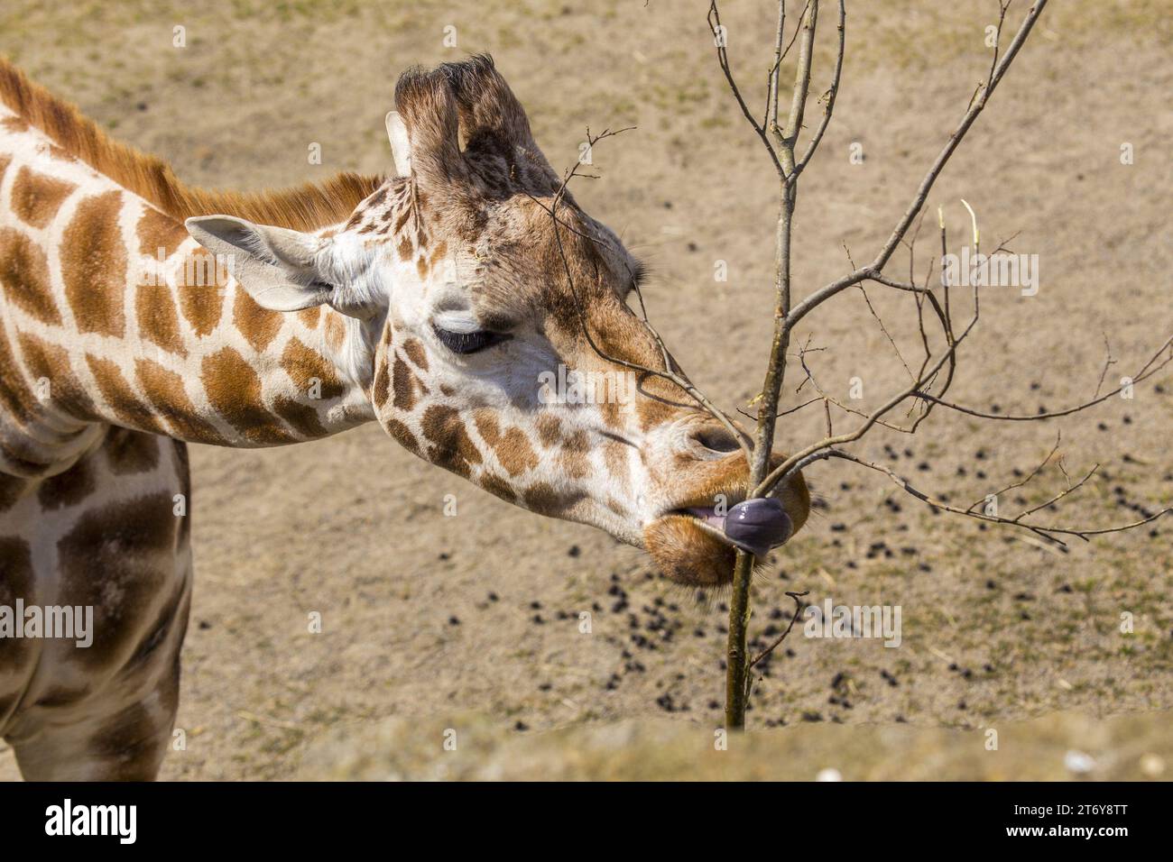 Graceful giraffe (Giraffa camelopardalis) captured in its African ...