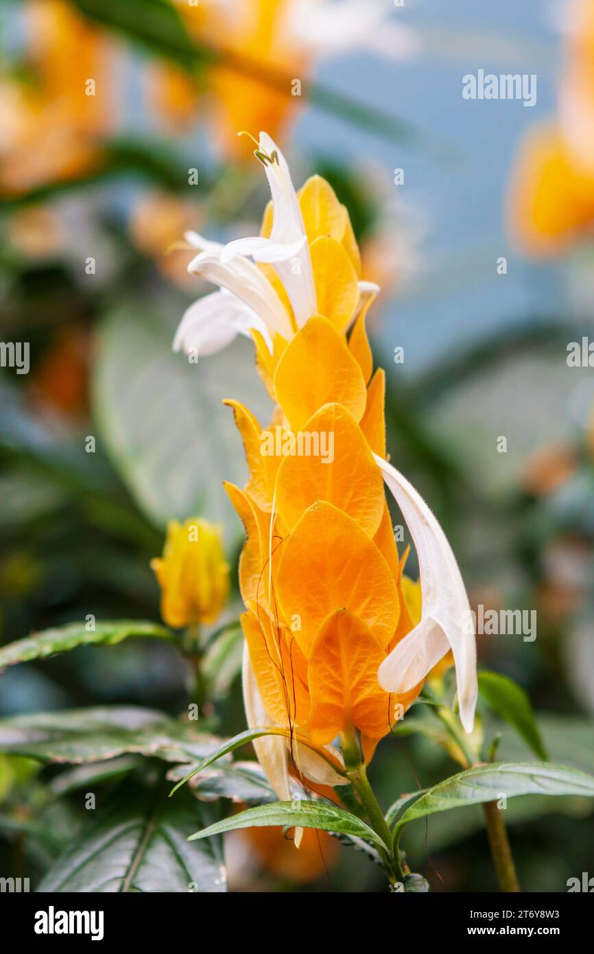 Golden flower bract and small white flowers on a Golden Shrimp plant ...
