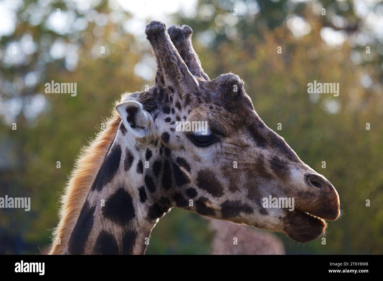 Graceful giraffe (Giraffa camelopardalis) captured in its African ...