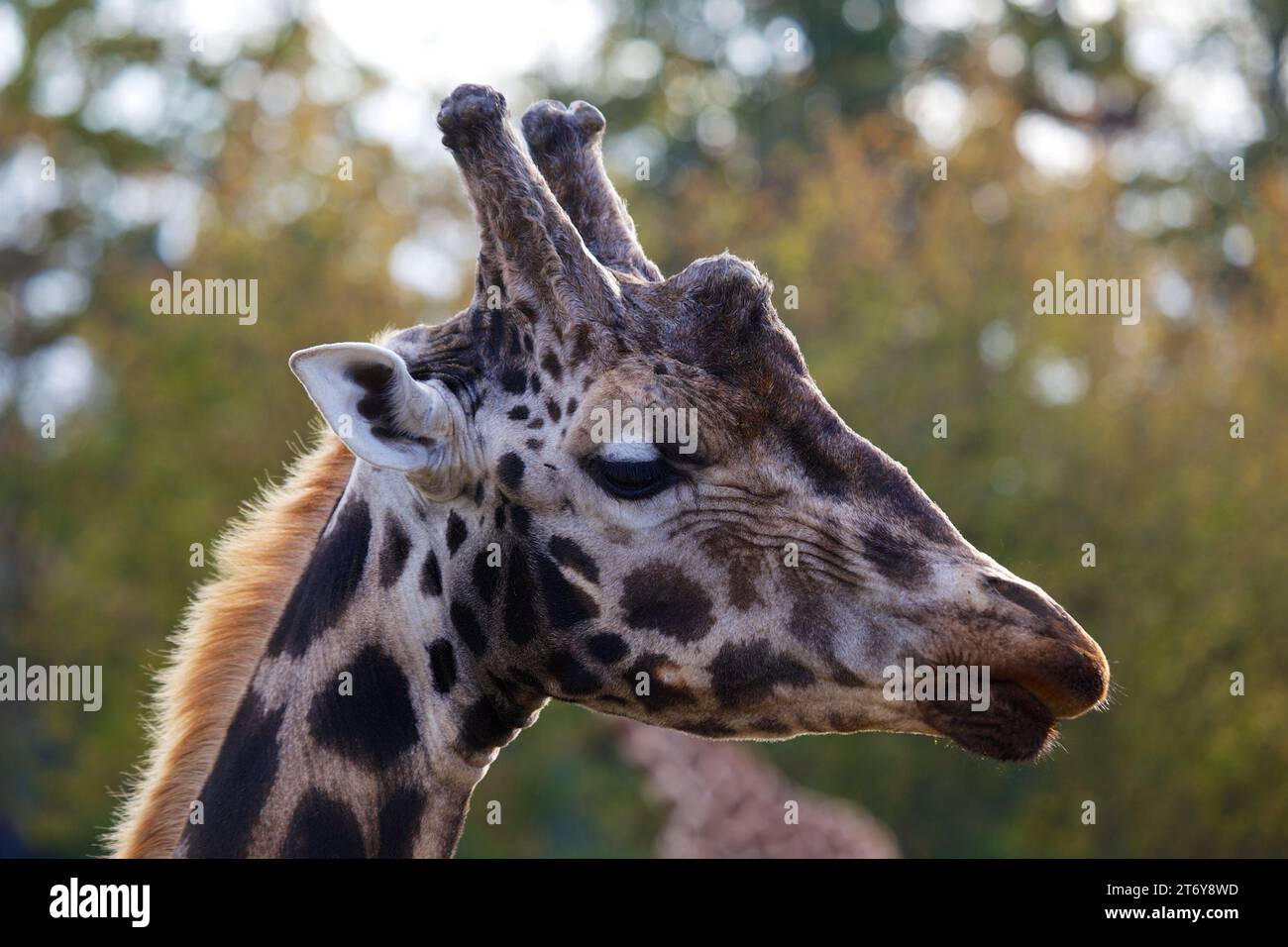Graceful giraffe (Giraffa camelopardalis) captured in its African ...