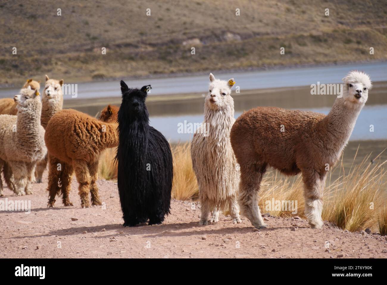 Black and white alpaca suri with longer fur coat, between huacaya ...