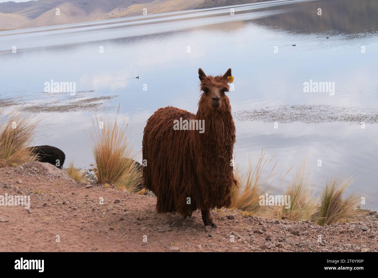 A brown alpaca suri with a longer fur coat, walking on a road next to a ...