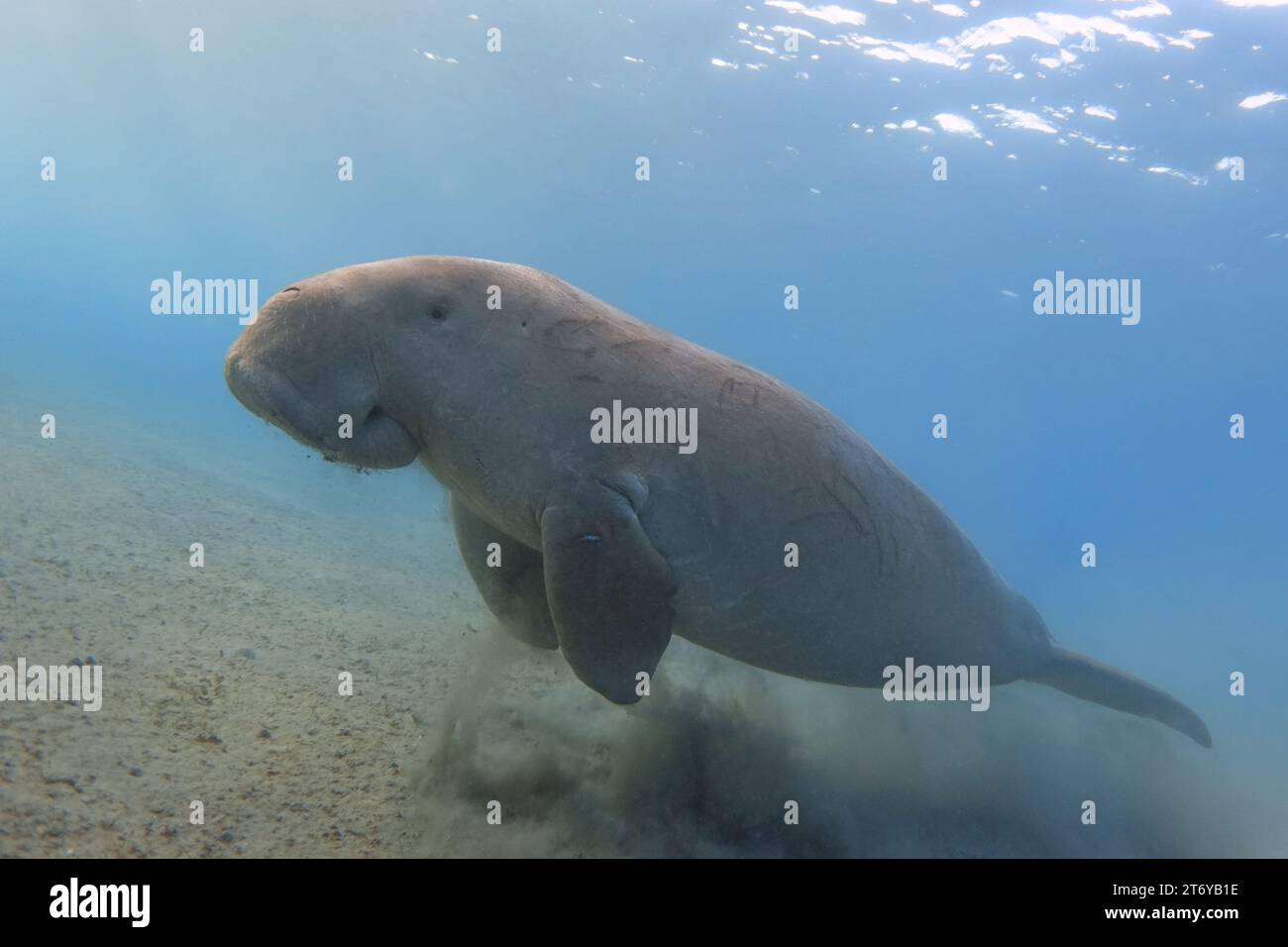 Dugong swimming underwater. Sea cow Stock Photo - Alamy
