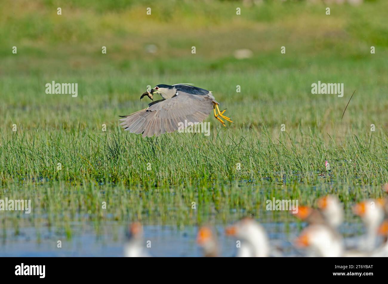 Black-crowned Night Heron (Nycticorax nycticorax) carrying its prey ...