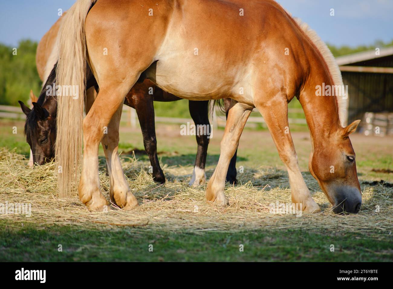 The farm animals, horses, dine on the nutritious hay bales in the ...