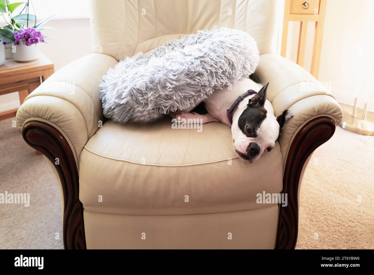 Boston Terrier dog underneath her pet bed on a leather sofa chair. She ...