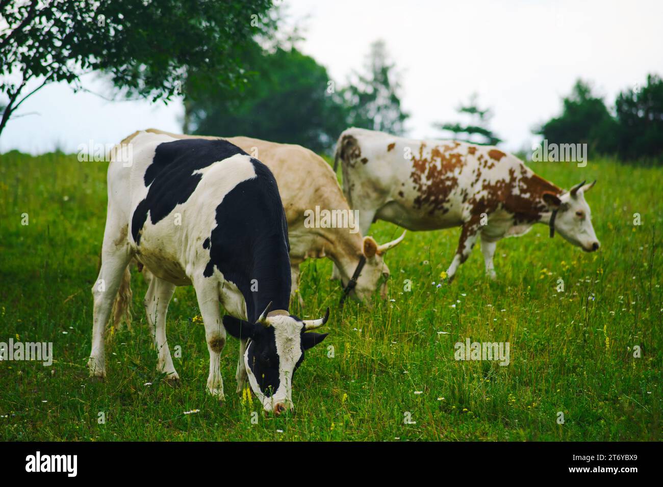 Superior dairy hi-res stock photography and images - Alamy