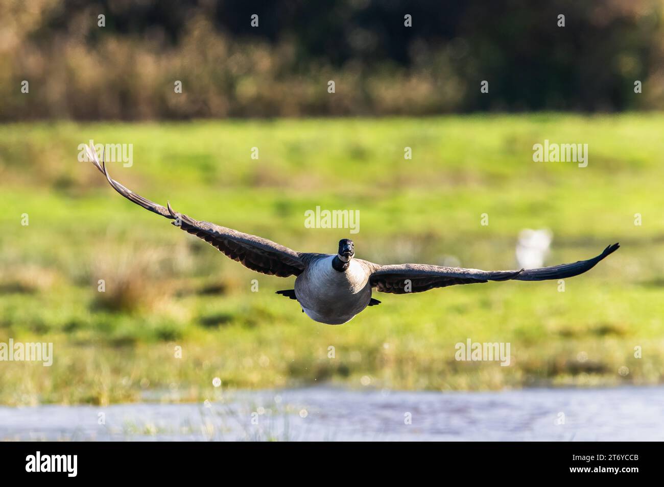 Canada Goose, Branta canadensis birds in flight over Marshes Stock ...