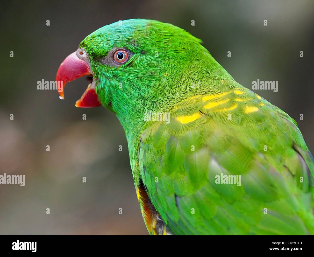 A closeup portrait of a wonderful charismatic Scaly-breasted Lorikeet ...