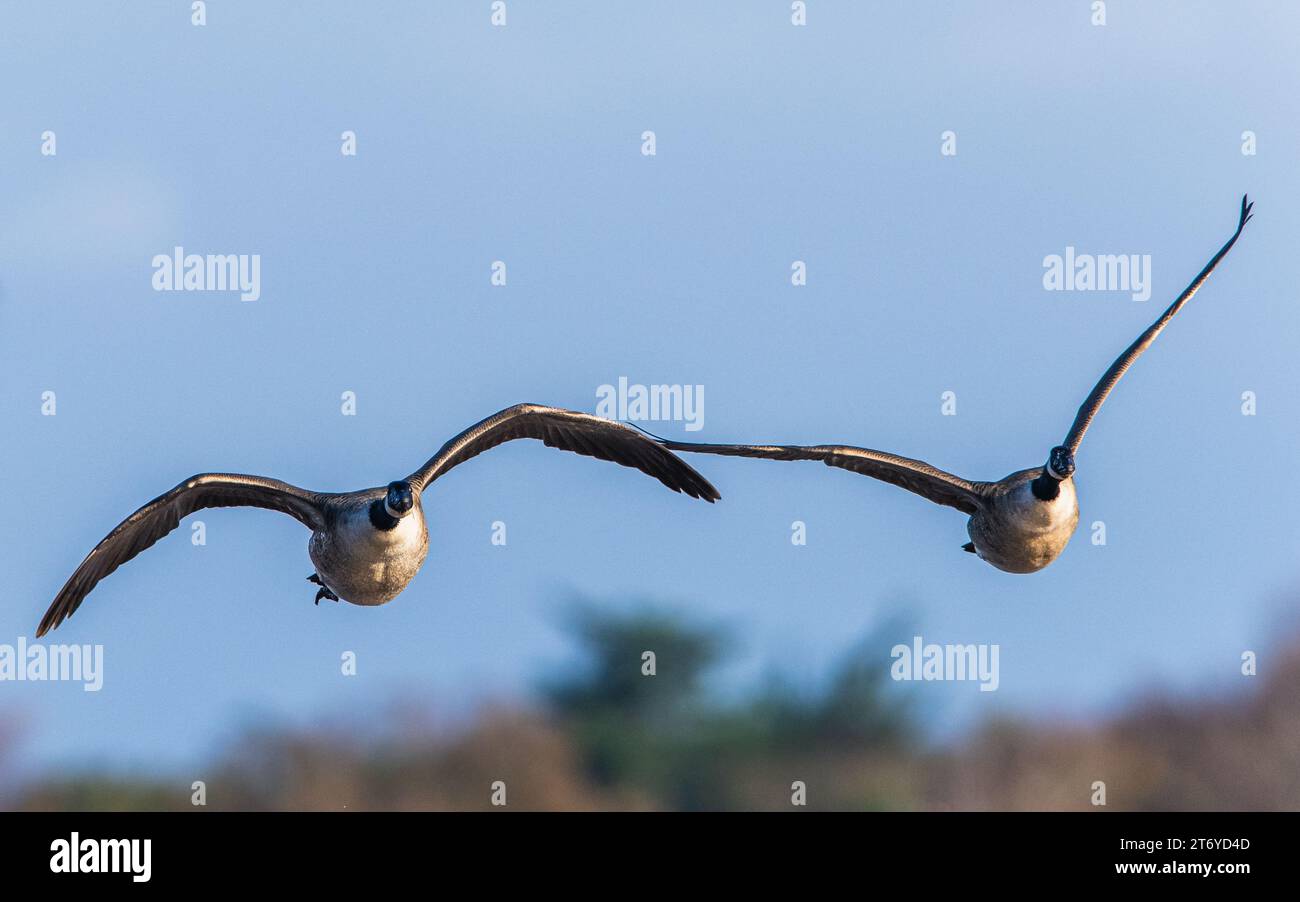 Canada Goose, Branta canadensis birds in flight over Marshes Stock ...