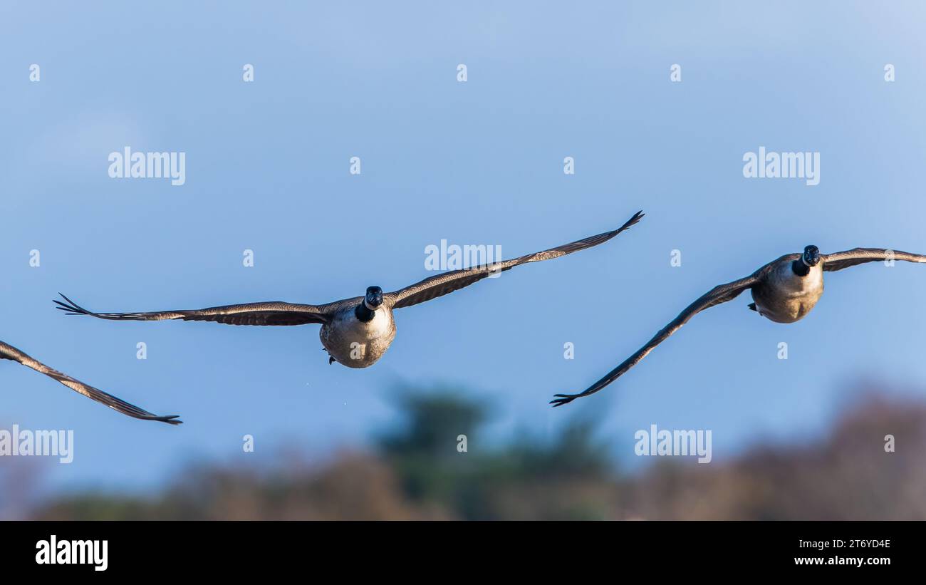 Canada Goose, Branta canadensis birds in flight over Marshes Stock ...